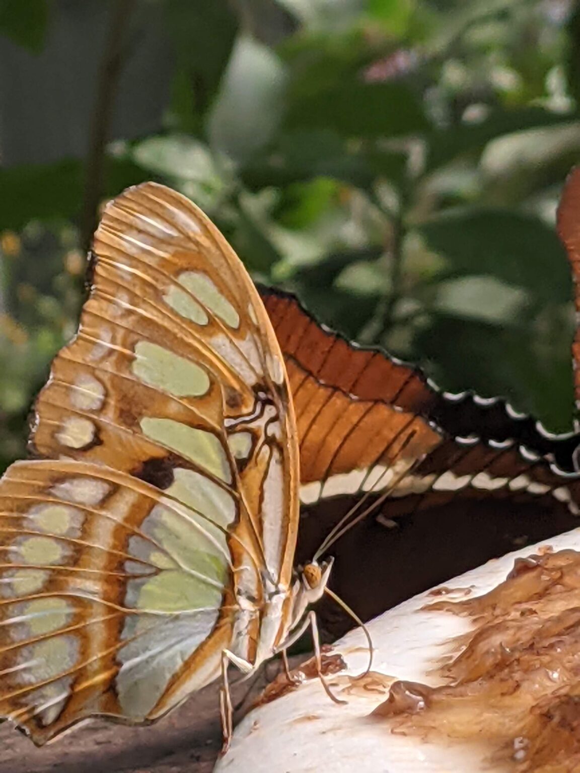 Bugs in Costa Rica: Everything You Need to Know