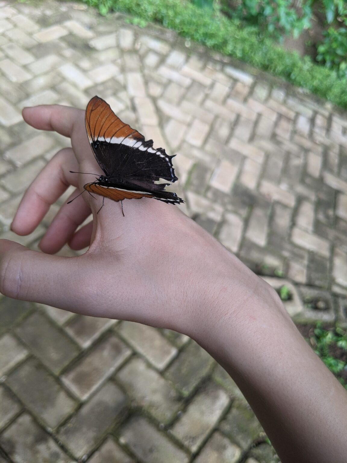 Bugs in Costa Rica: Everything You Need to Know