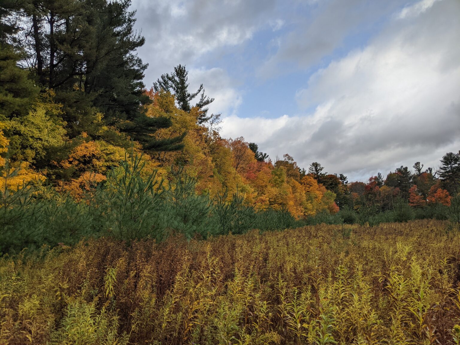 Is Alliston a Good Place to Live? (2025)