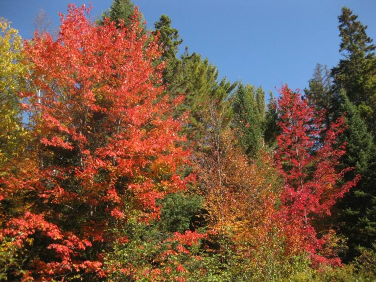 Fall in Algonquin Park: What You Need to Know (2025)