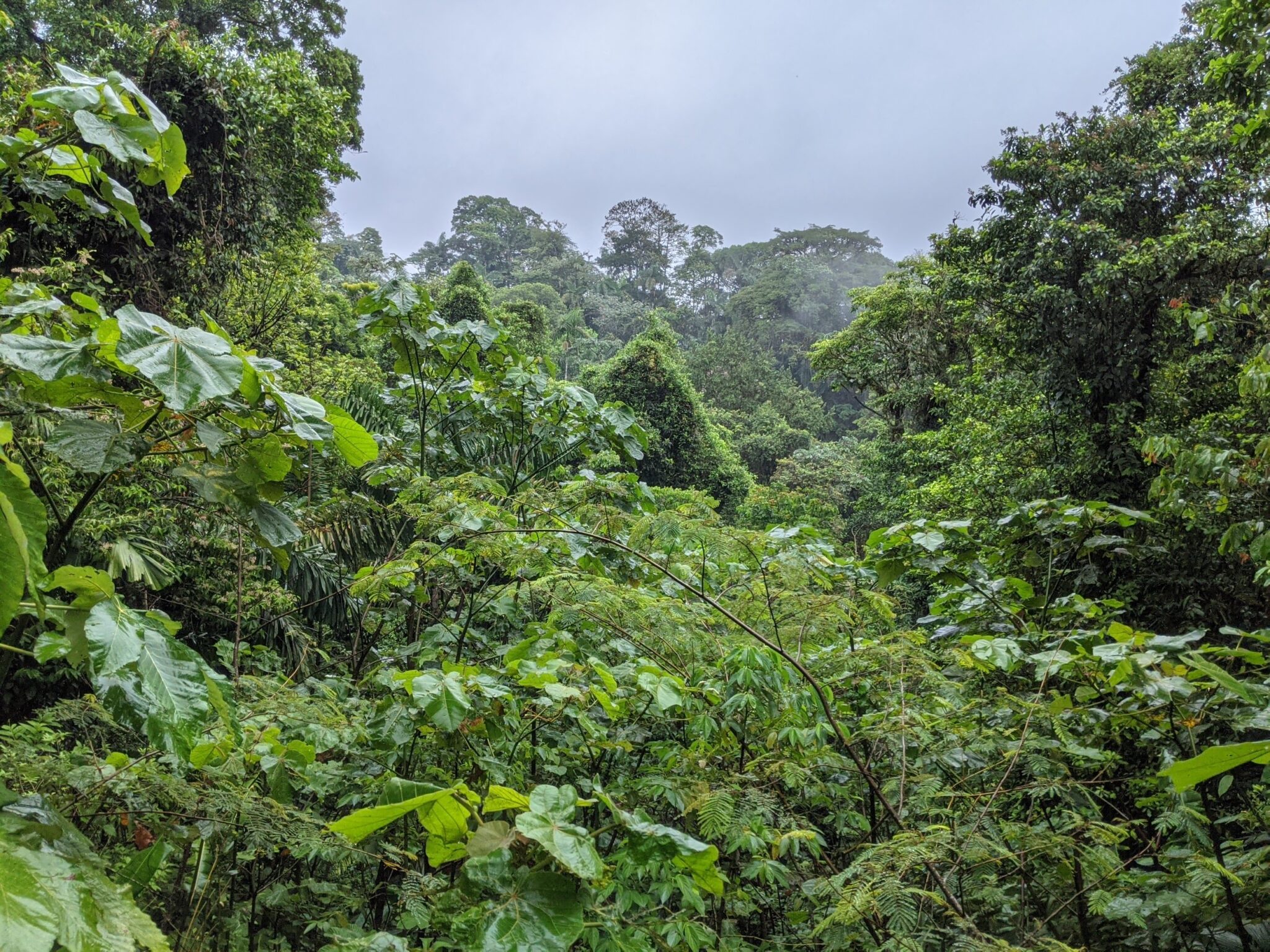 Bugs in Costa Rica: Everything You Need to Know