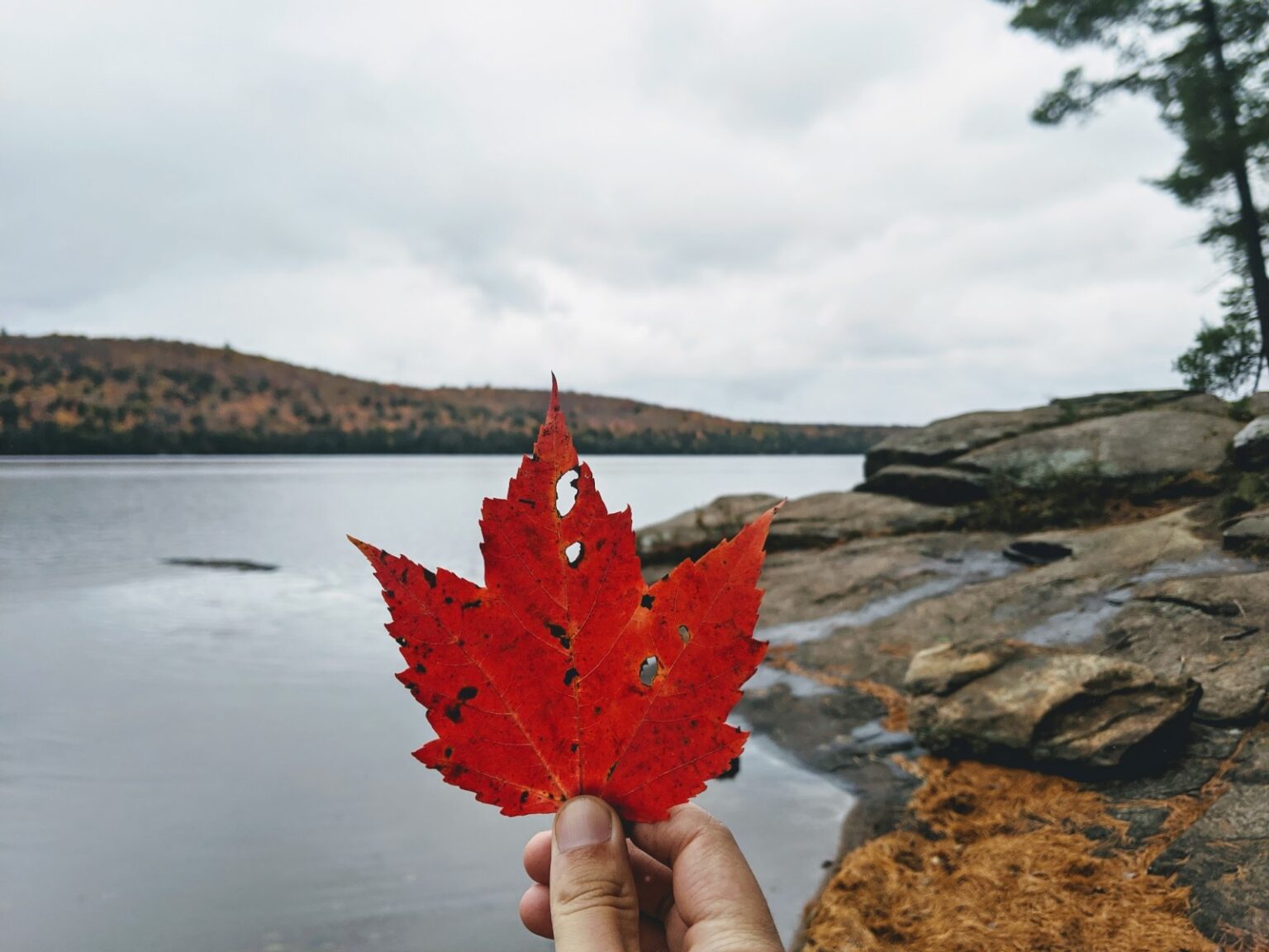 Fall in Algonquin Park: What You Need to Know (2025)