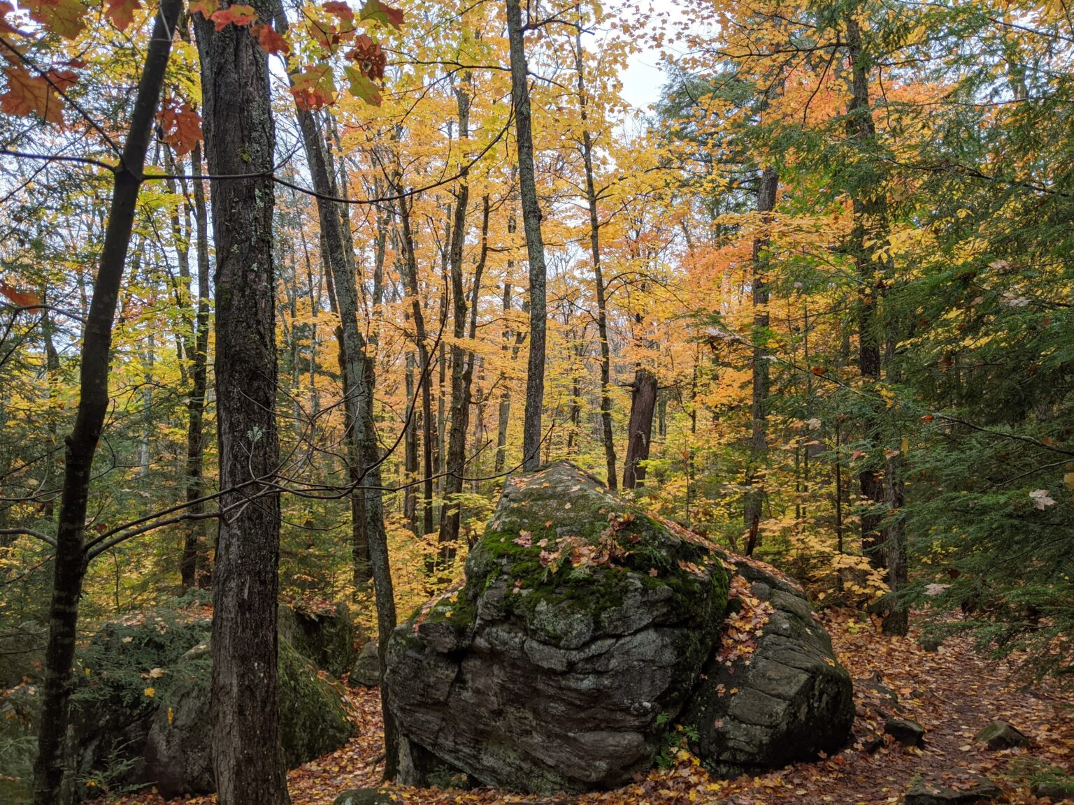 Fall in Algonquin Park: What You Need to Know (2025)