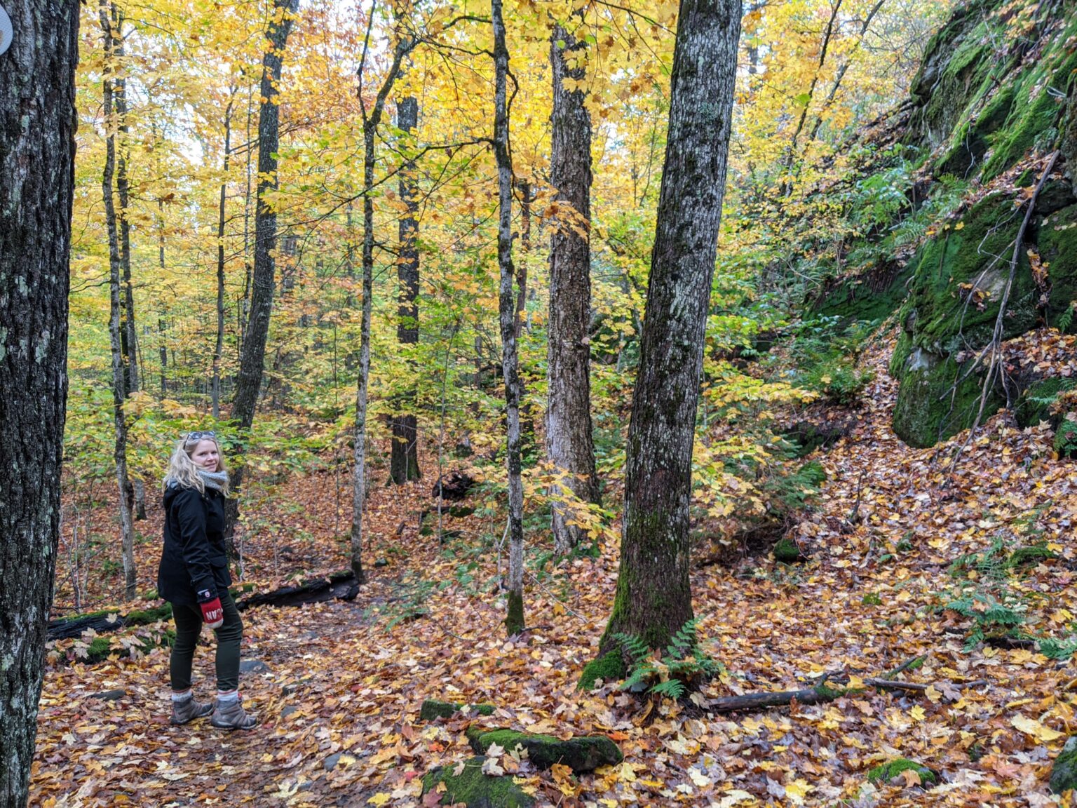 Fall in Algonquin Park: What You Need to Know (2025)