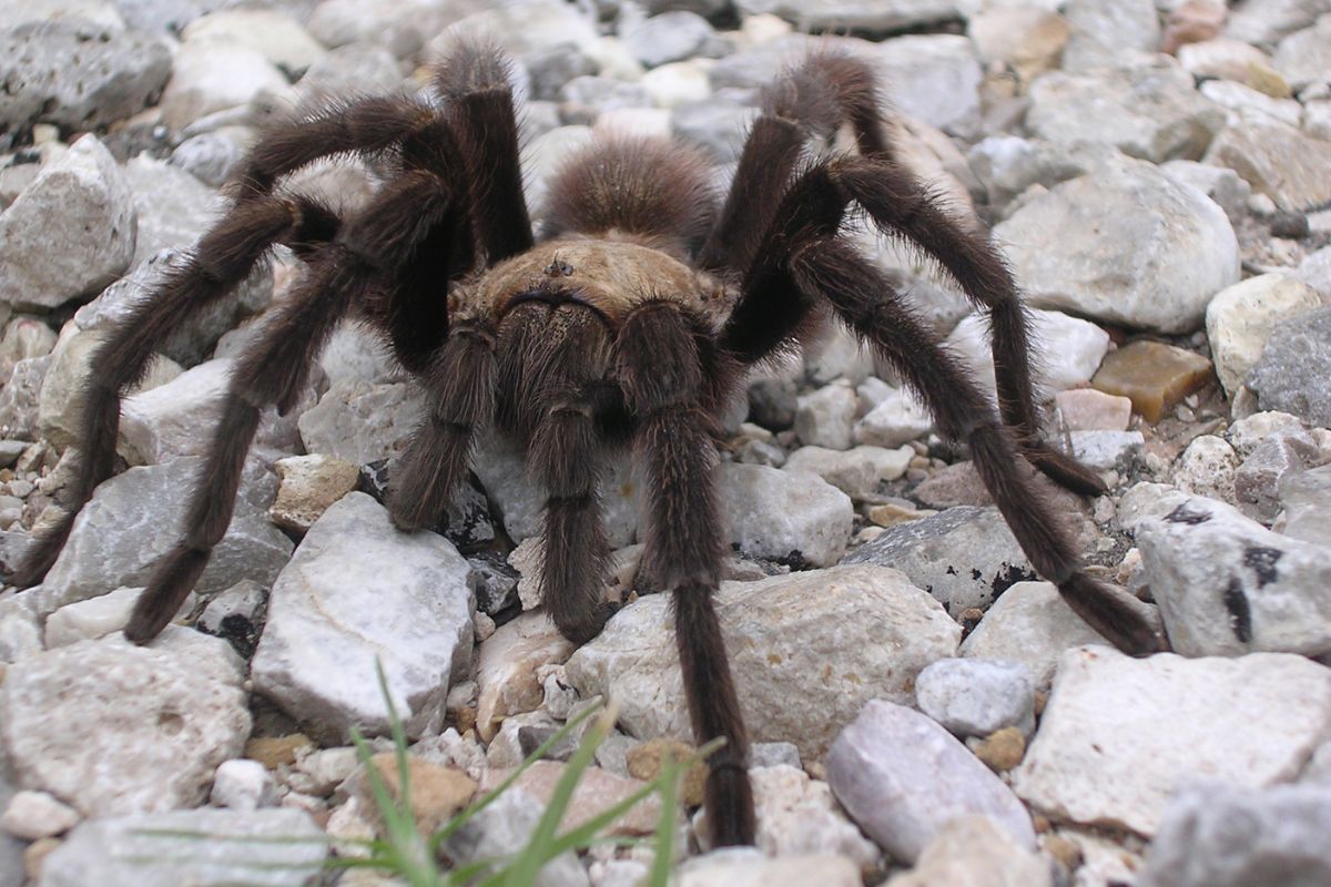 Bugs in Costa Rica: Everything You Need to Know