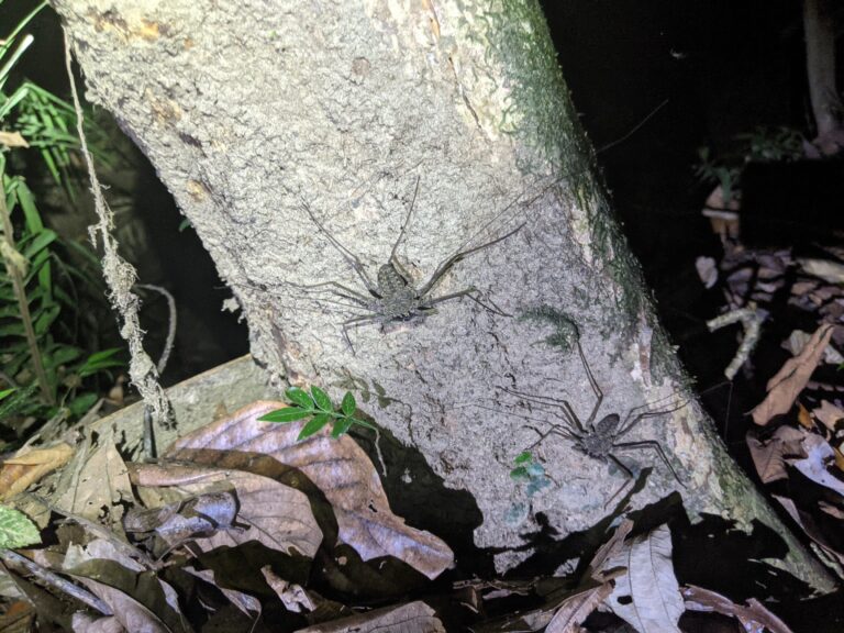 Bugs in Costa Rica: Everything You Need to Know