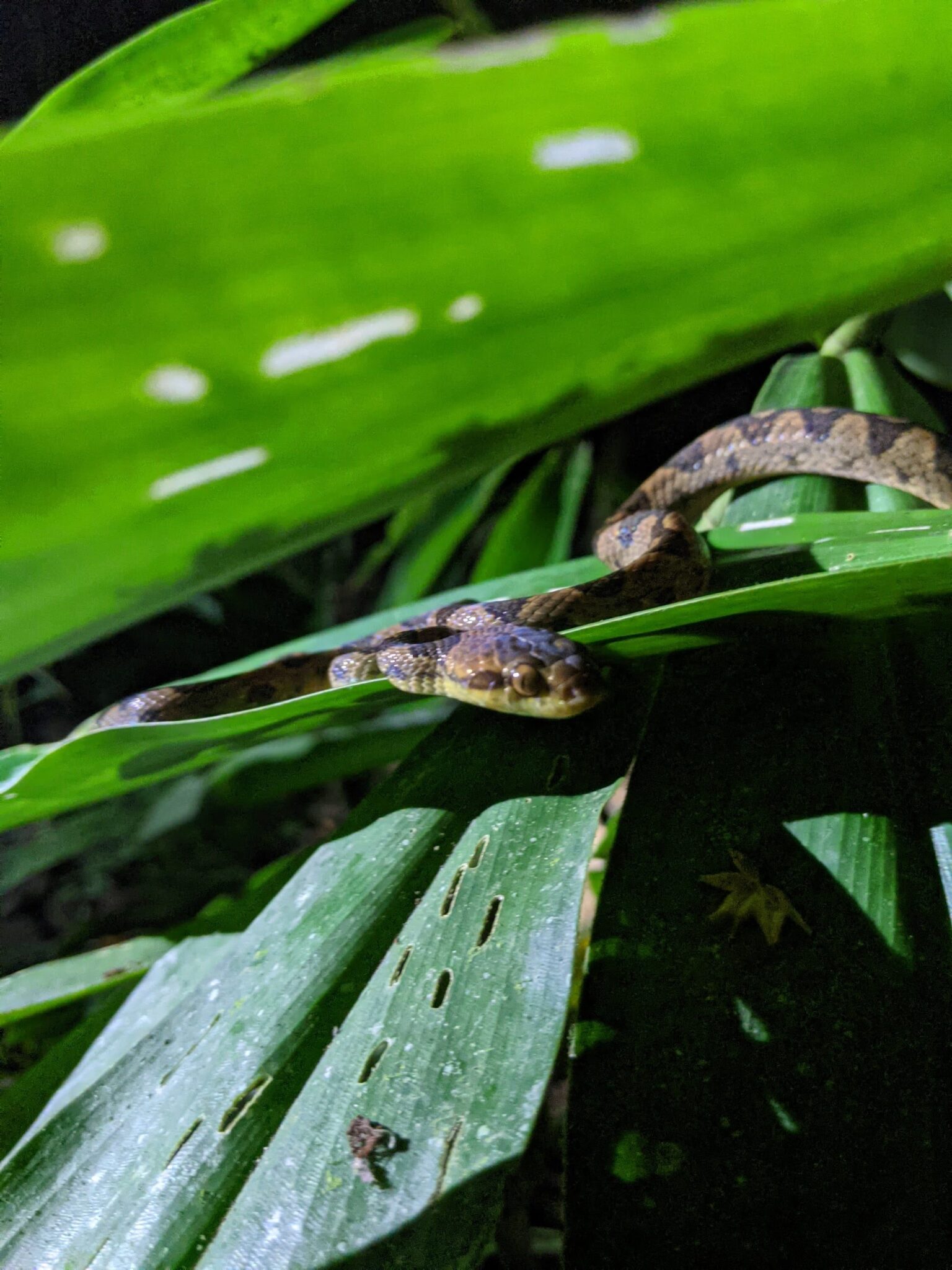 Bugs in Costa Rica: Everything You Need to Know