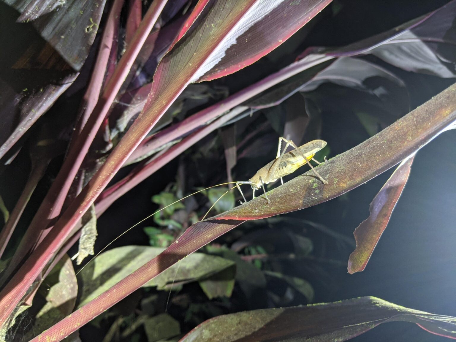 Bugs in Costa Rica: Everything You Need to Know