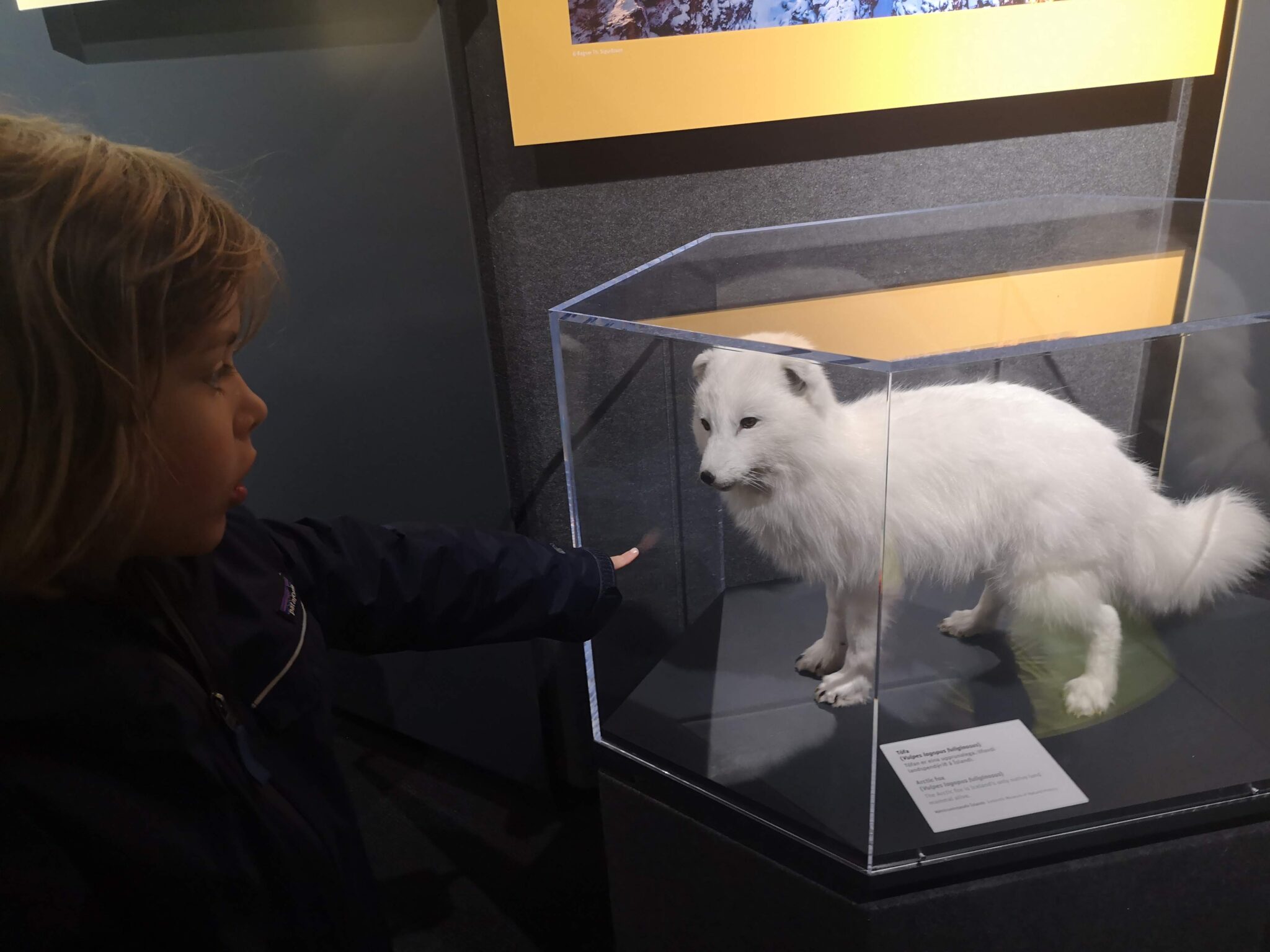 Reykjavik with Kids: The Ultimate 2025 Guide