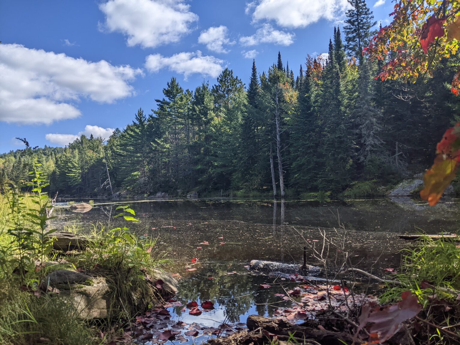 Fall in Algonquin Park: What You Need to Know (2025)