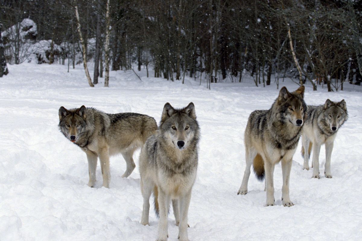 23 Best Things to Do in Ottawa with Kids (2024)