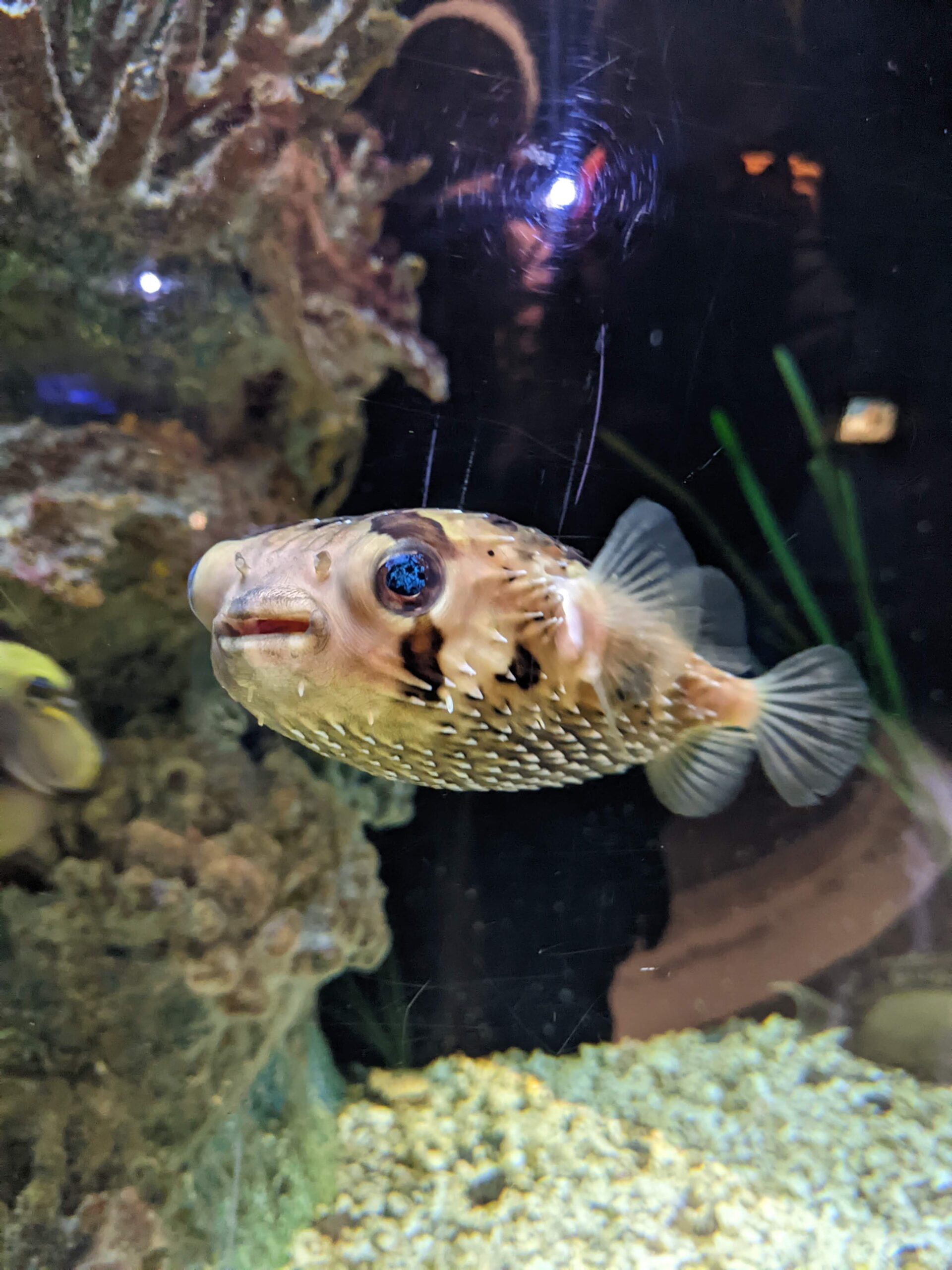 Quebec City Aquarium: Tips For Visiting + Everything You Need to Know ...