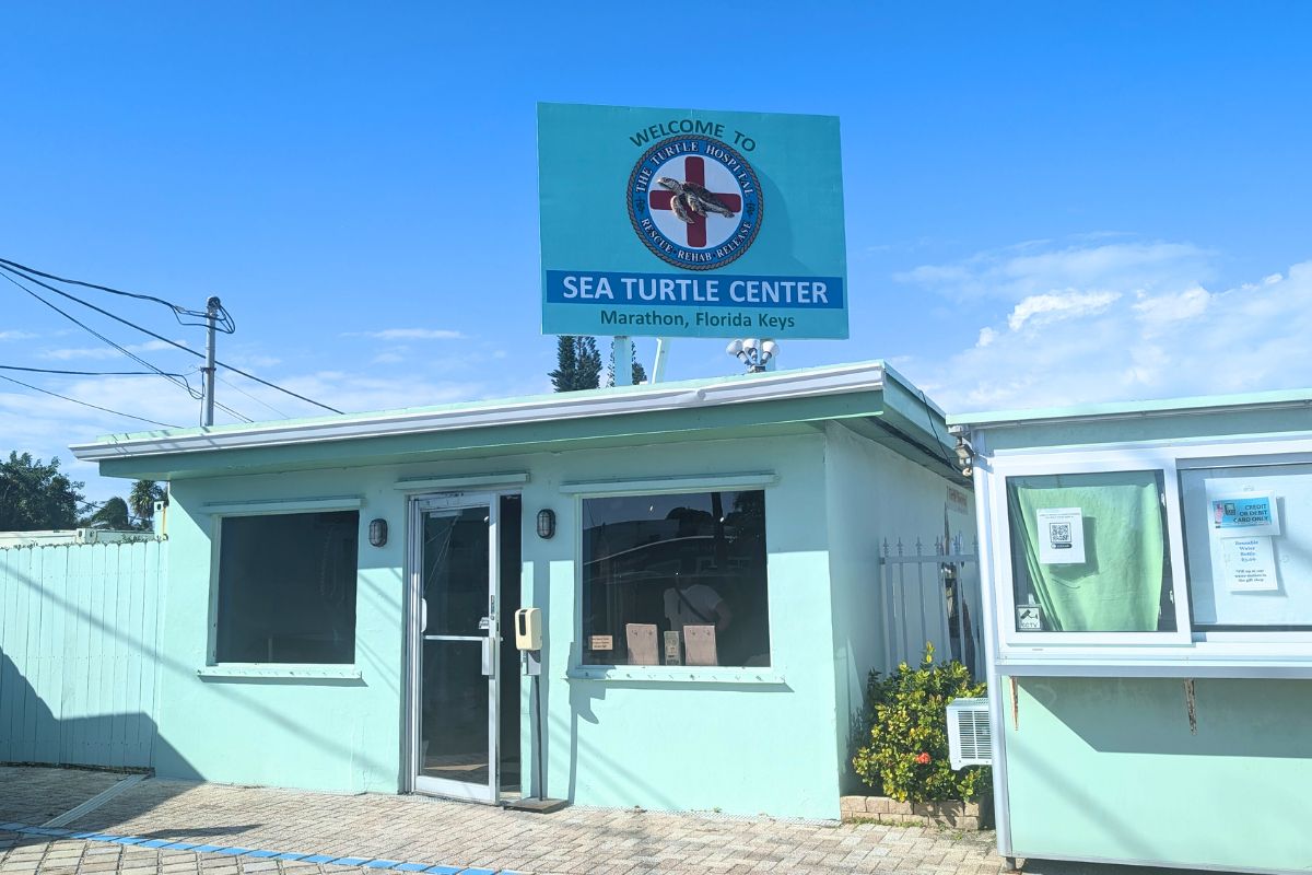 Visiting the Turtle Hopspital in The Florida Keys: A Review (2025)