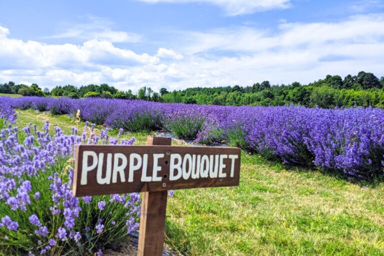 11 Things to Do in Creemore, Ontario